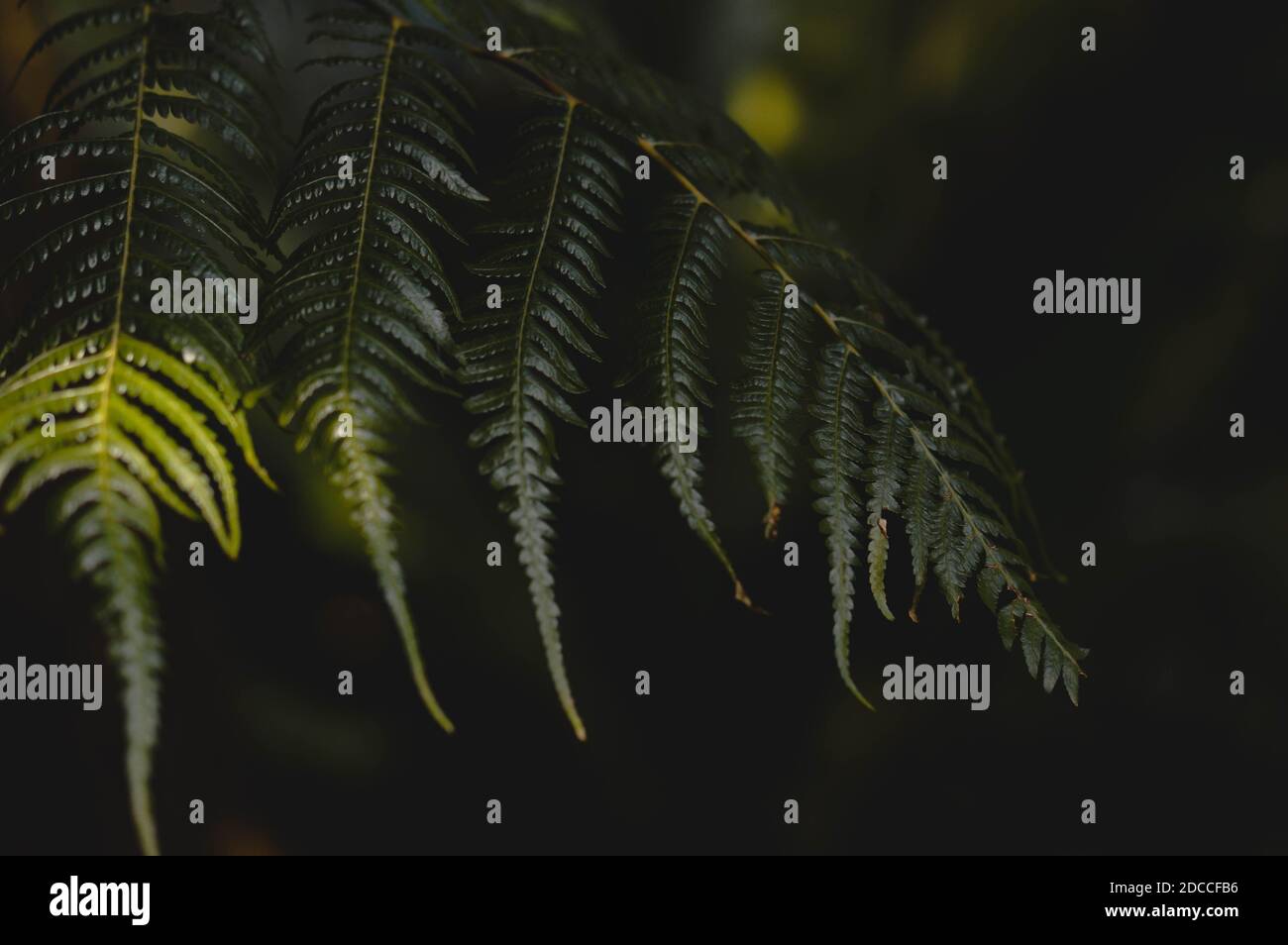 Abstract green fern leaf texture, nature background, tropical leaf ...