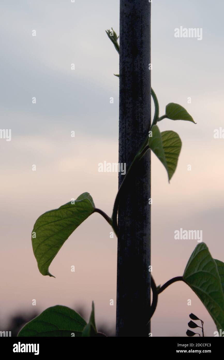 Ivy climbing to bamboo pole of fence Stock Photo - Alamy