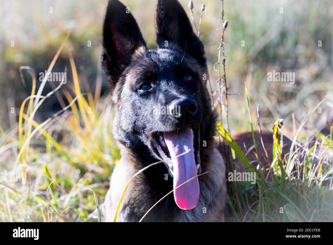Belgian Shepherd puppy close-up shot in nature Stock Photo - Alamy