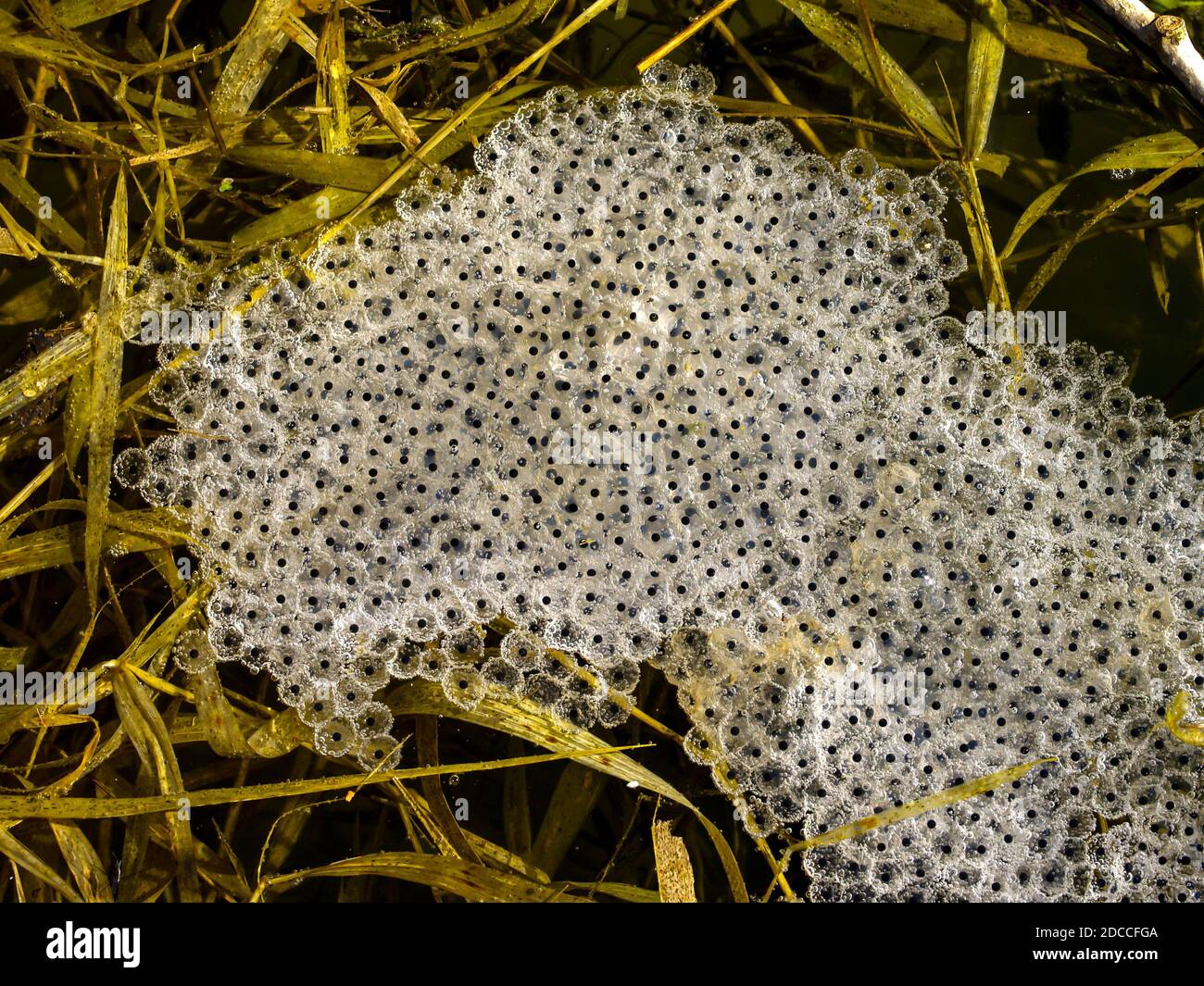 spawn of the agile frog (rana dalmatina Stock Photo - Alamy