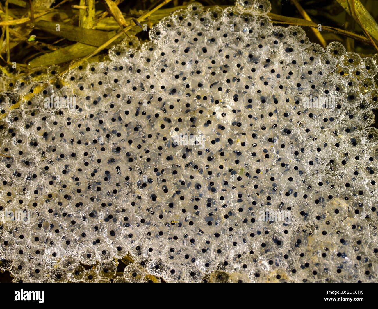 spawn of the agile frog (rana dalmatina Stock Photo - Alamy