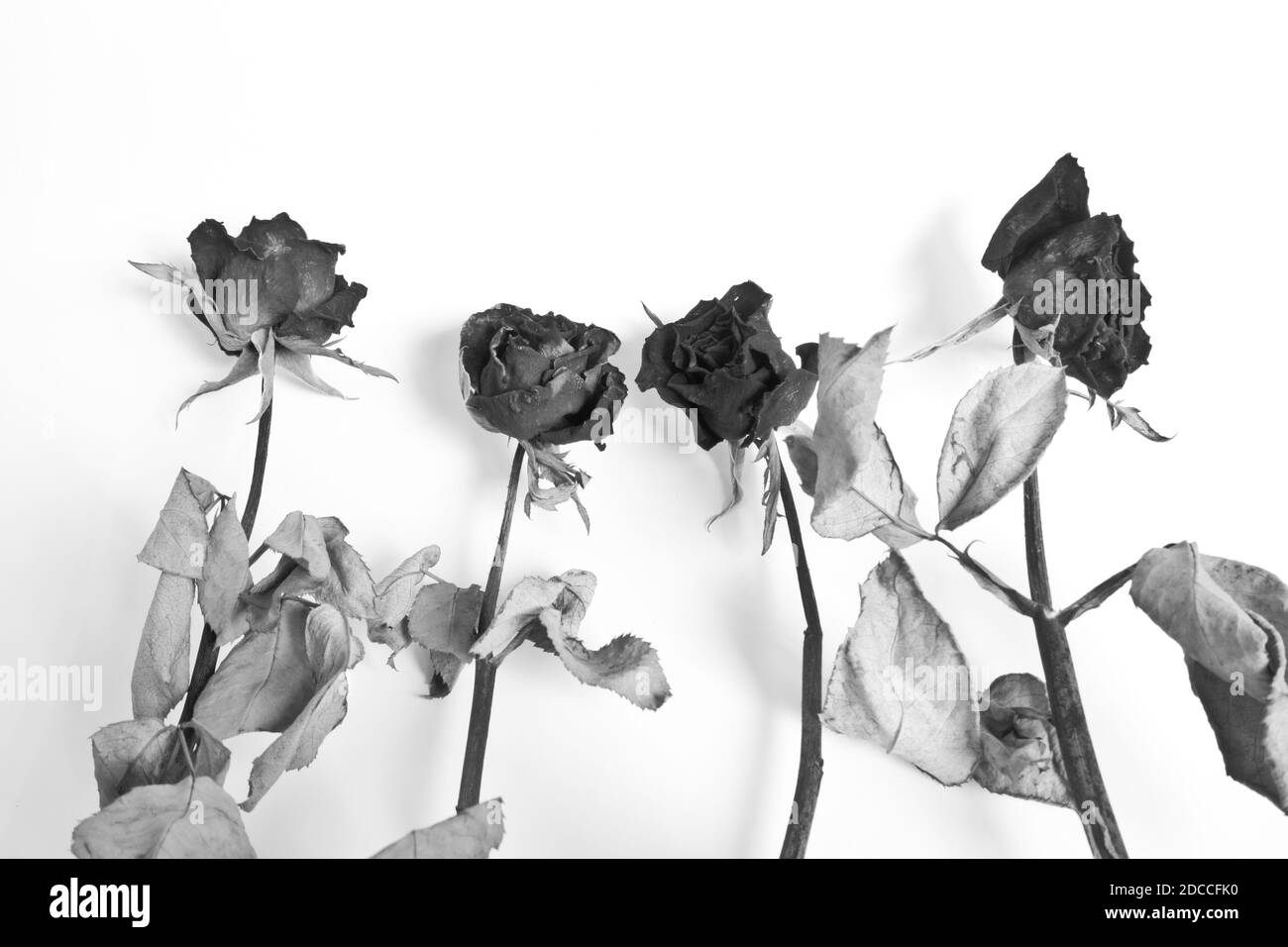 Dying Rose Black And White