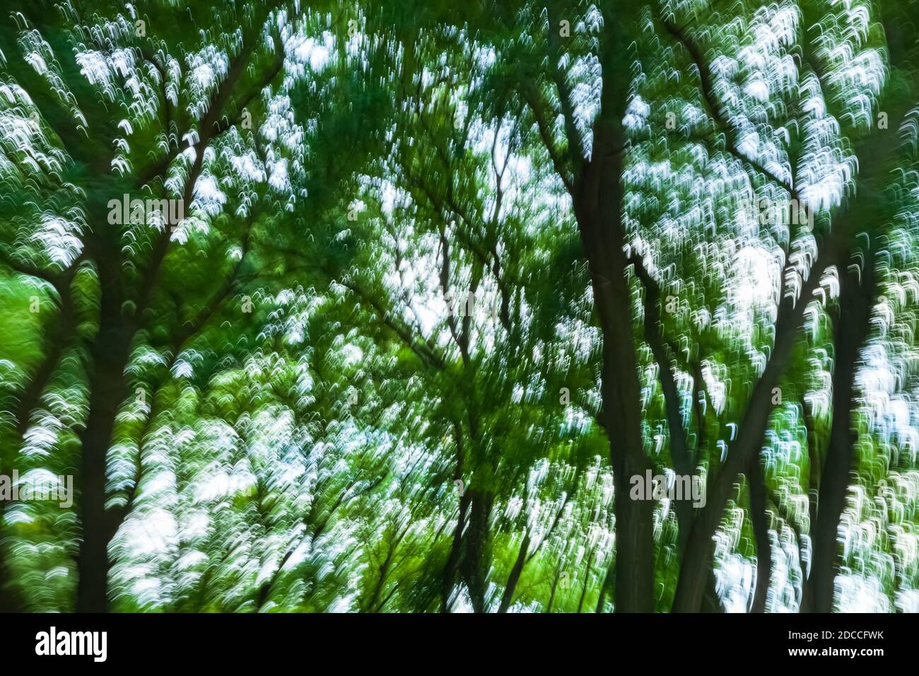 Abstract nature background. Green trees in motion blur style Stock ...