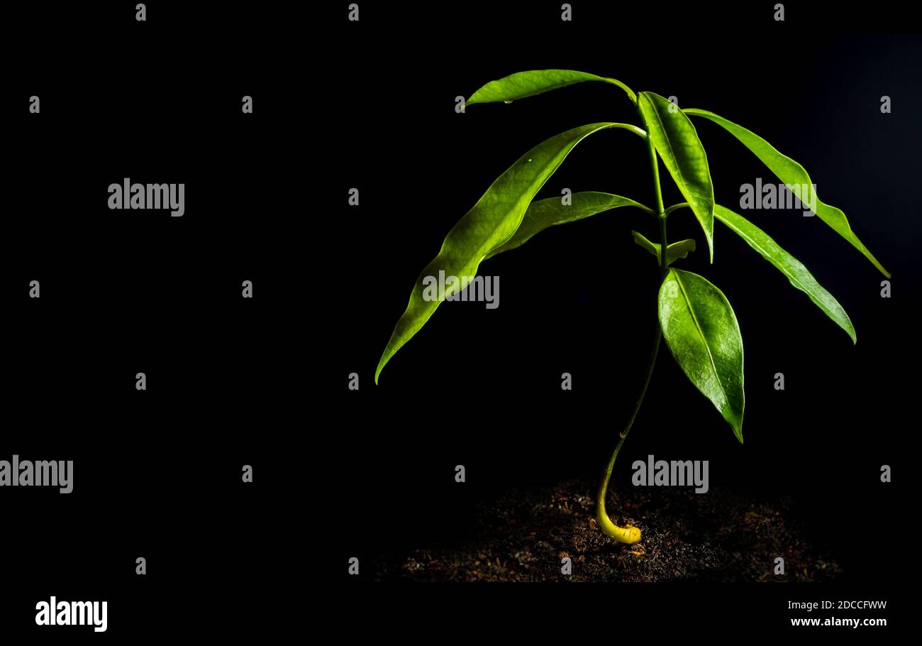 Freshness new life growing from seed, leaves of young Penang sloe plant ...