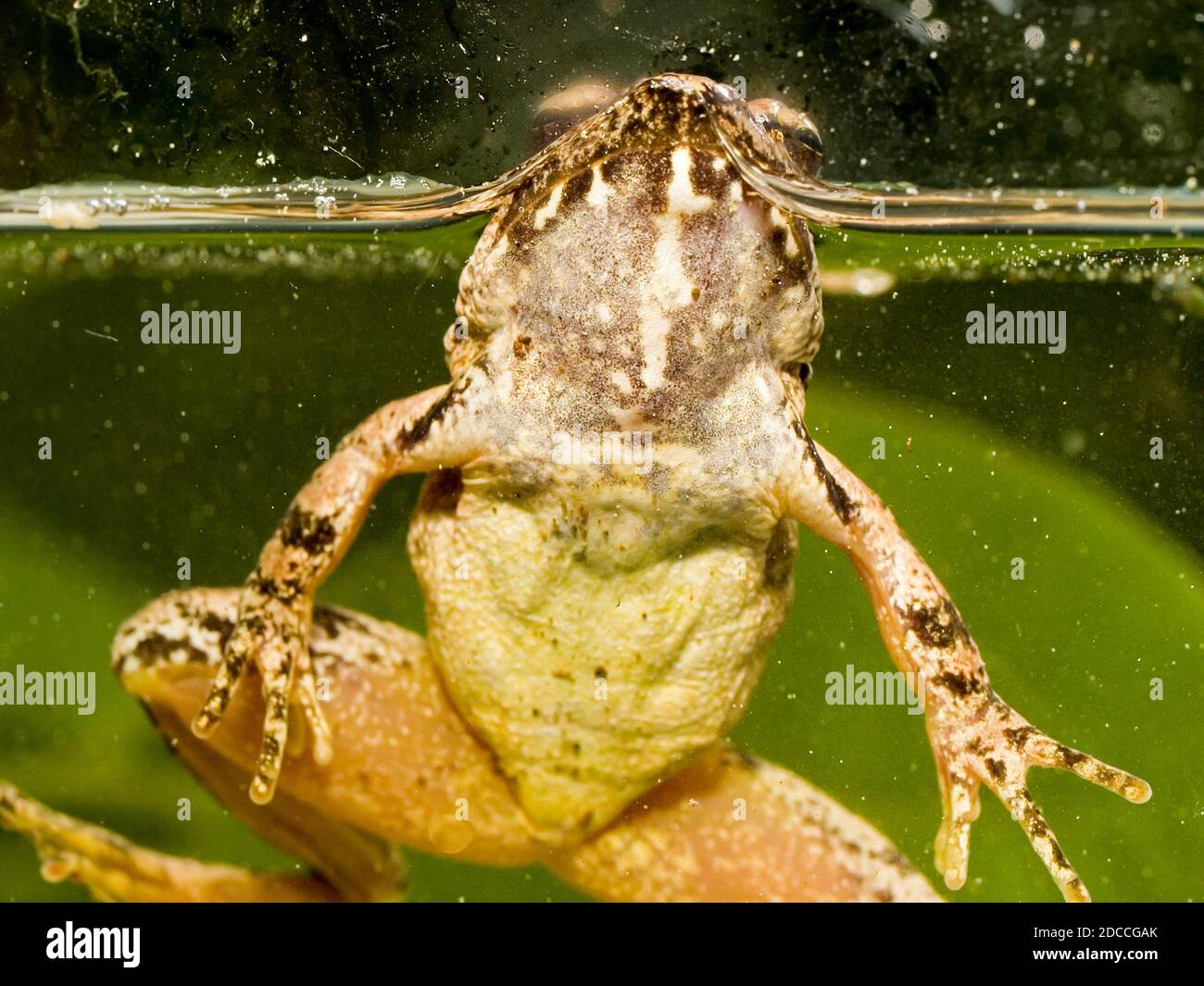 greek frog (Rana graeca) in greece Stock Photo - Alamy