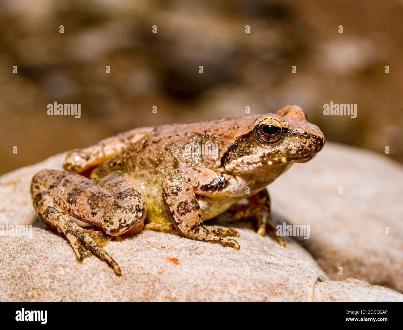 greek frog (Rana graeca) in greece Stock Photo - Alamy
