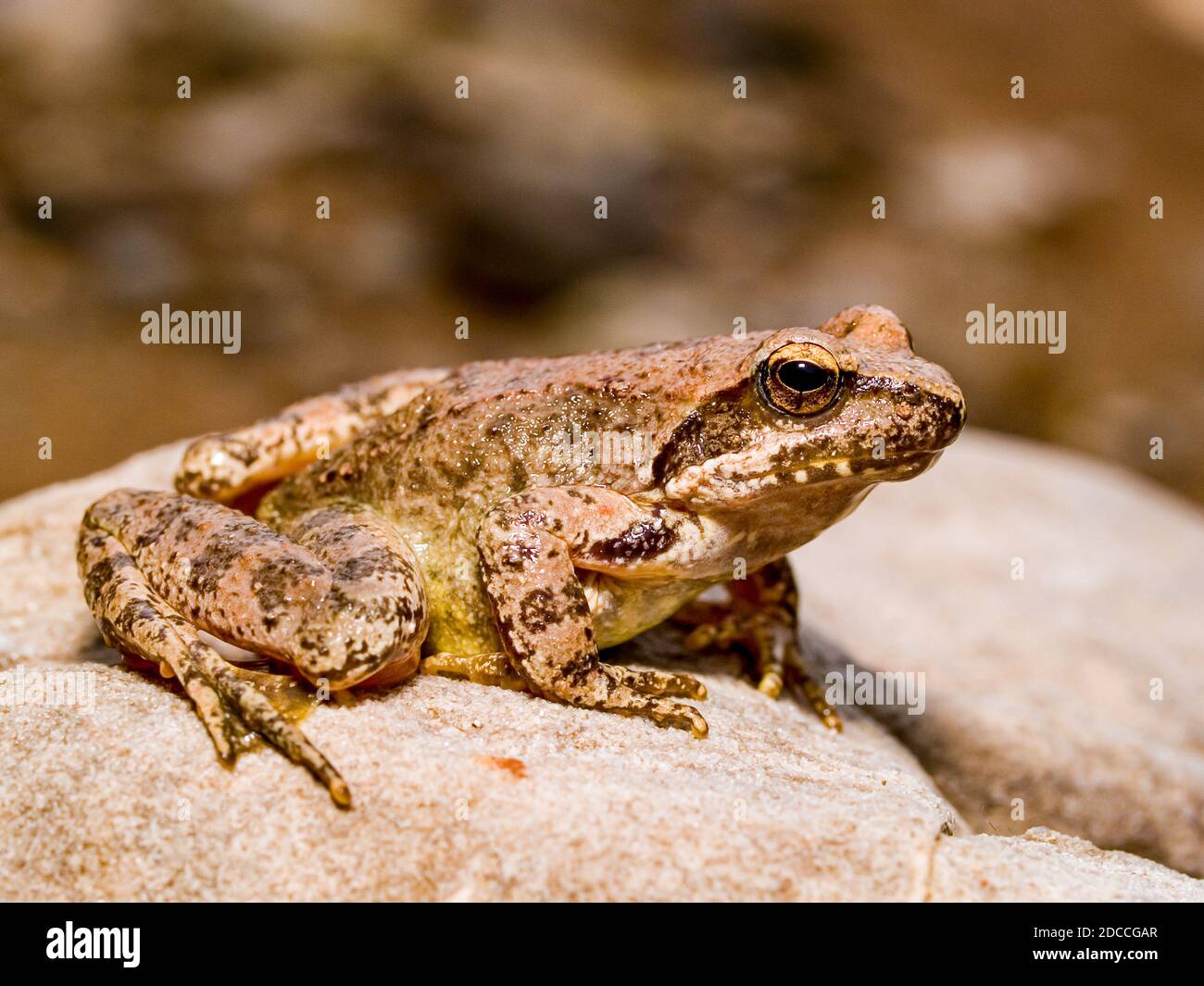 greek frog (Rana graeca) in greece Stock Photo - Alamy