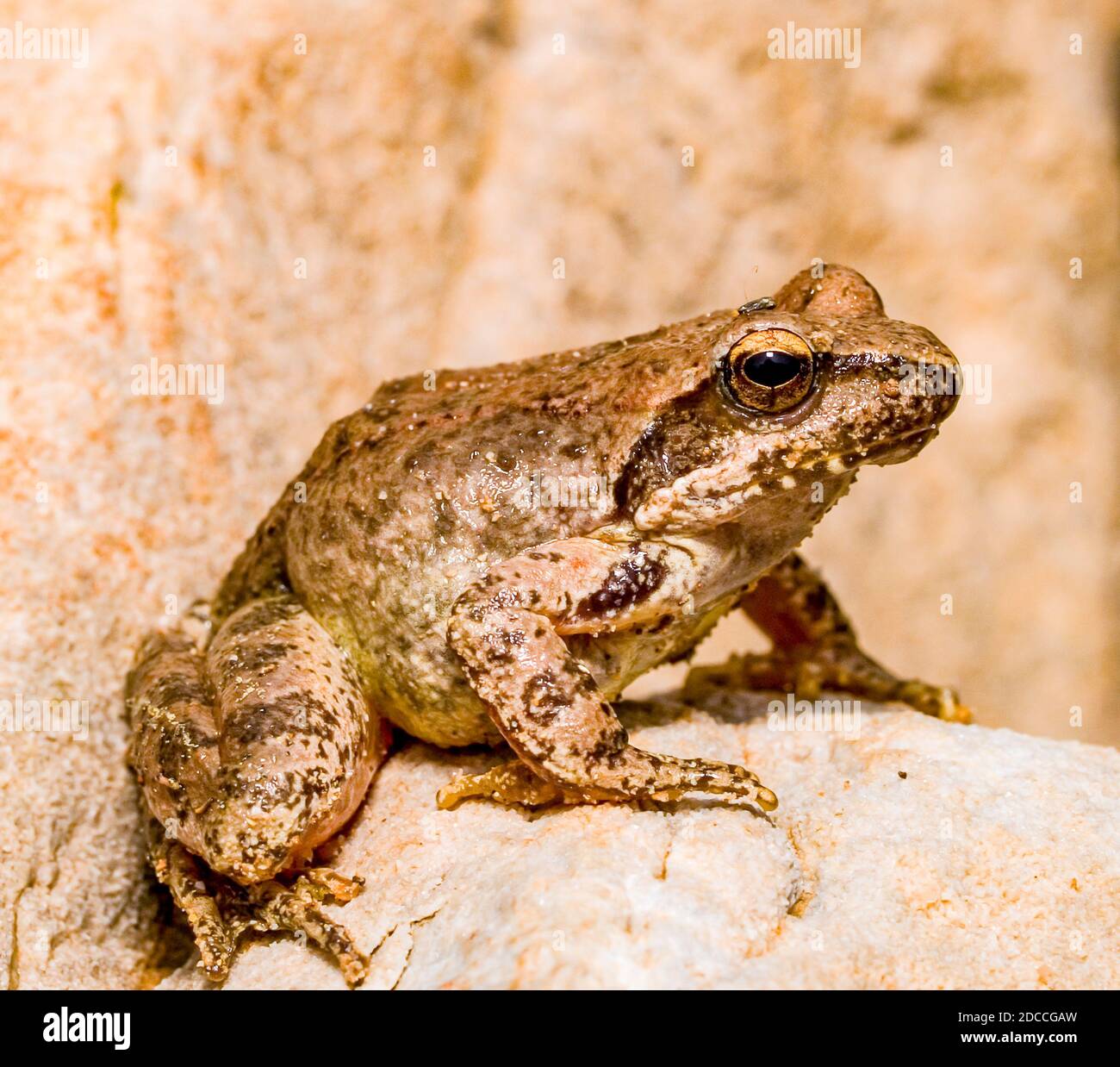 greek frog (Rana graeca) in greece Stock Photo - Alamy