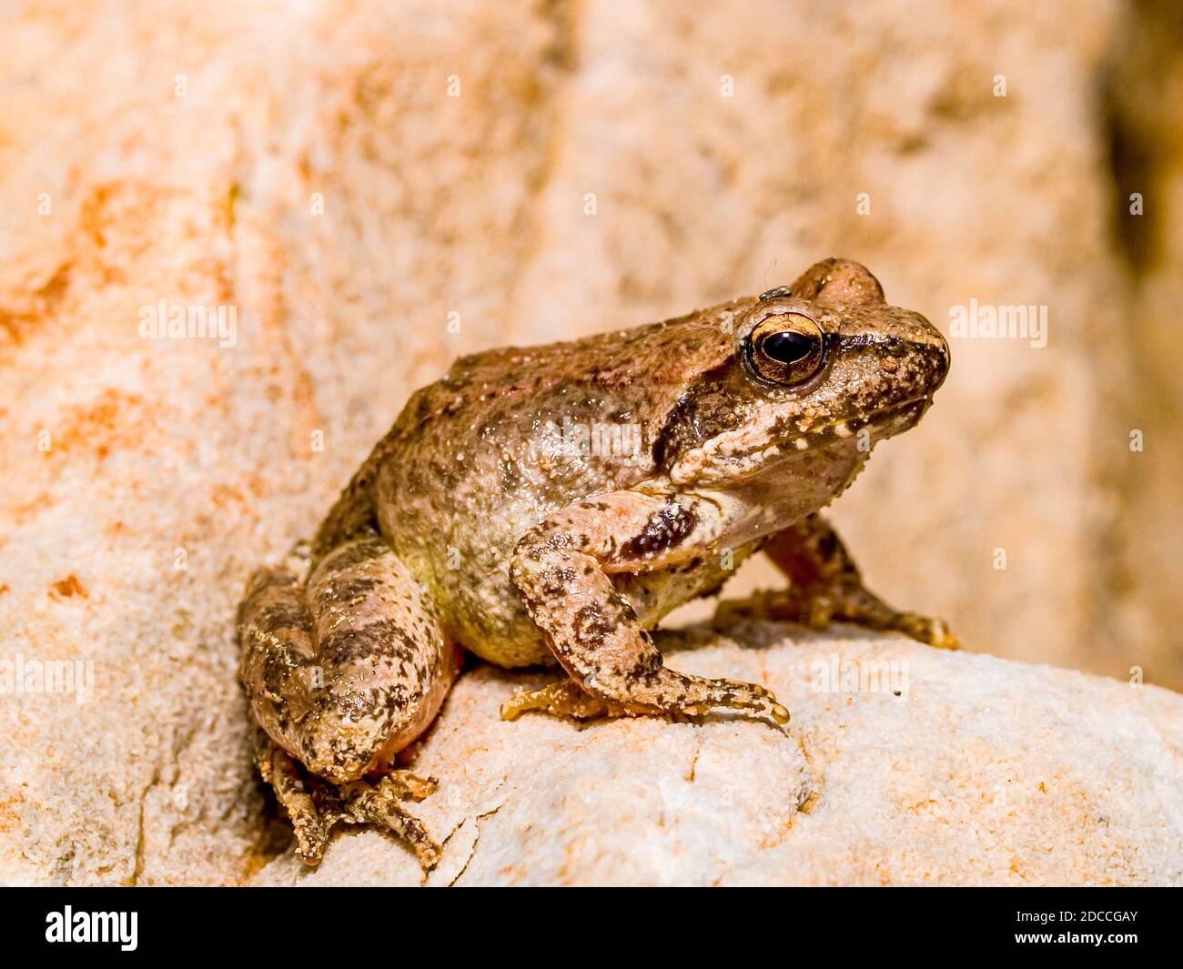 greek frog (Rana graeca) in greece Stock Photo - Alamy