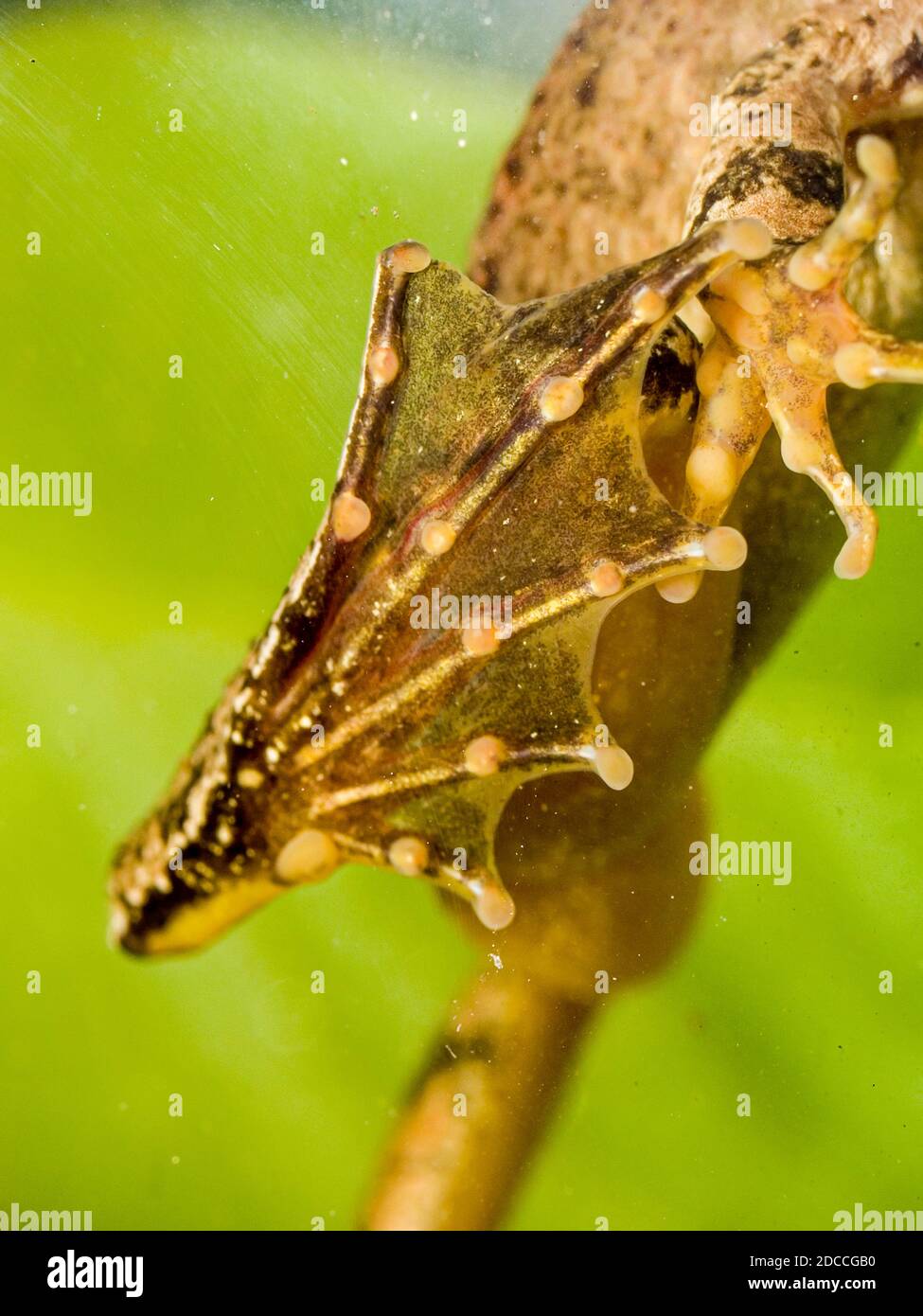 greek frog (Rana graeca) in greece Stock Photo - Alamy