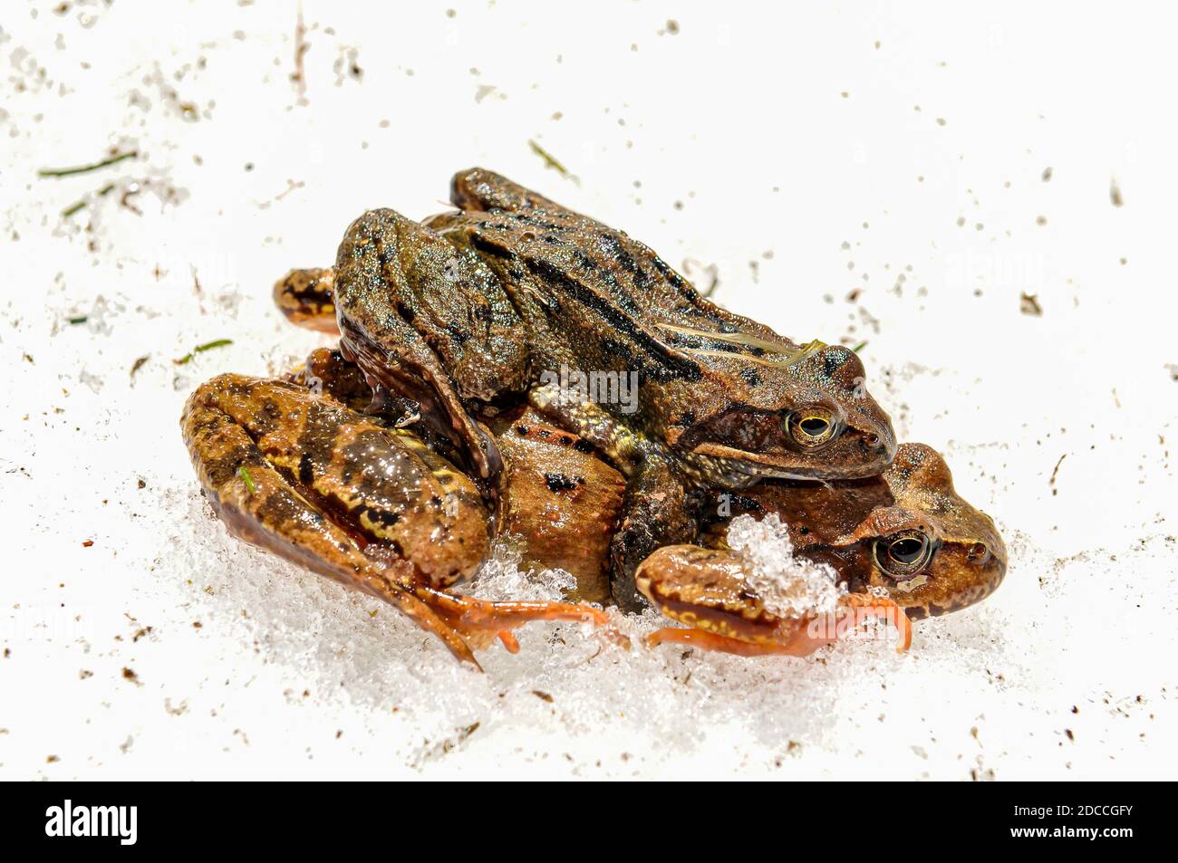 Frog migration Cut Out Stock Images & Pictures - Alamy