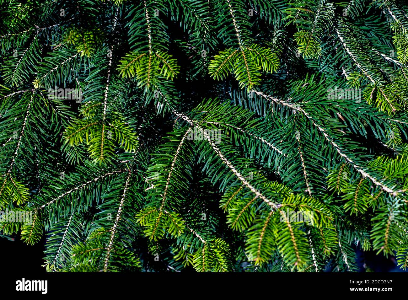 dark christmas background of green spruce branches, texture, template ...
