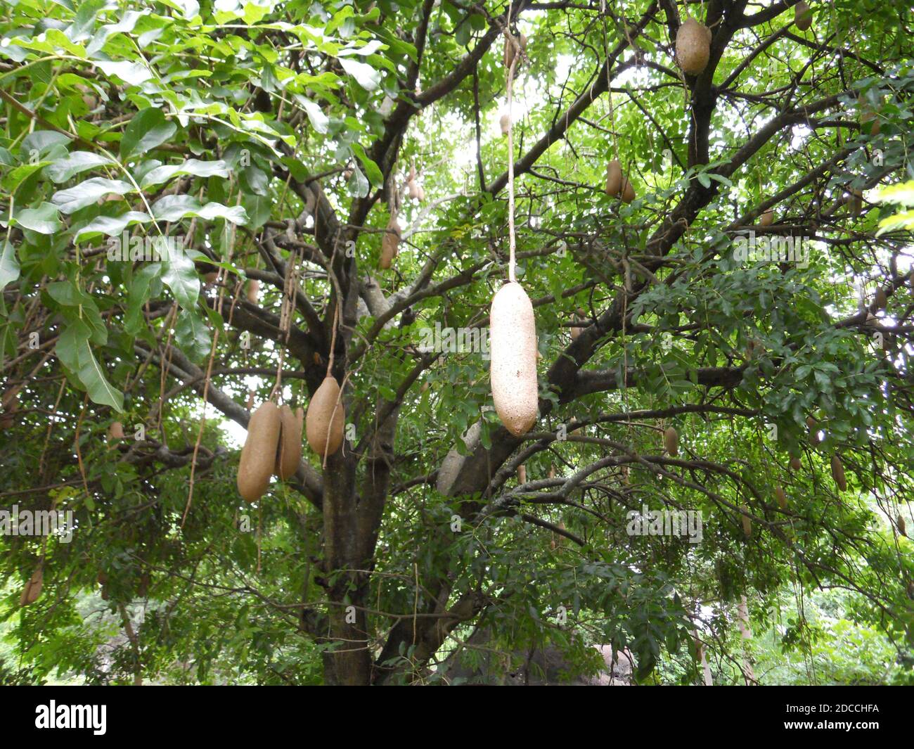 Tree fruit hanging view Stock Photo - Alamy
