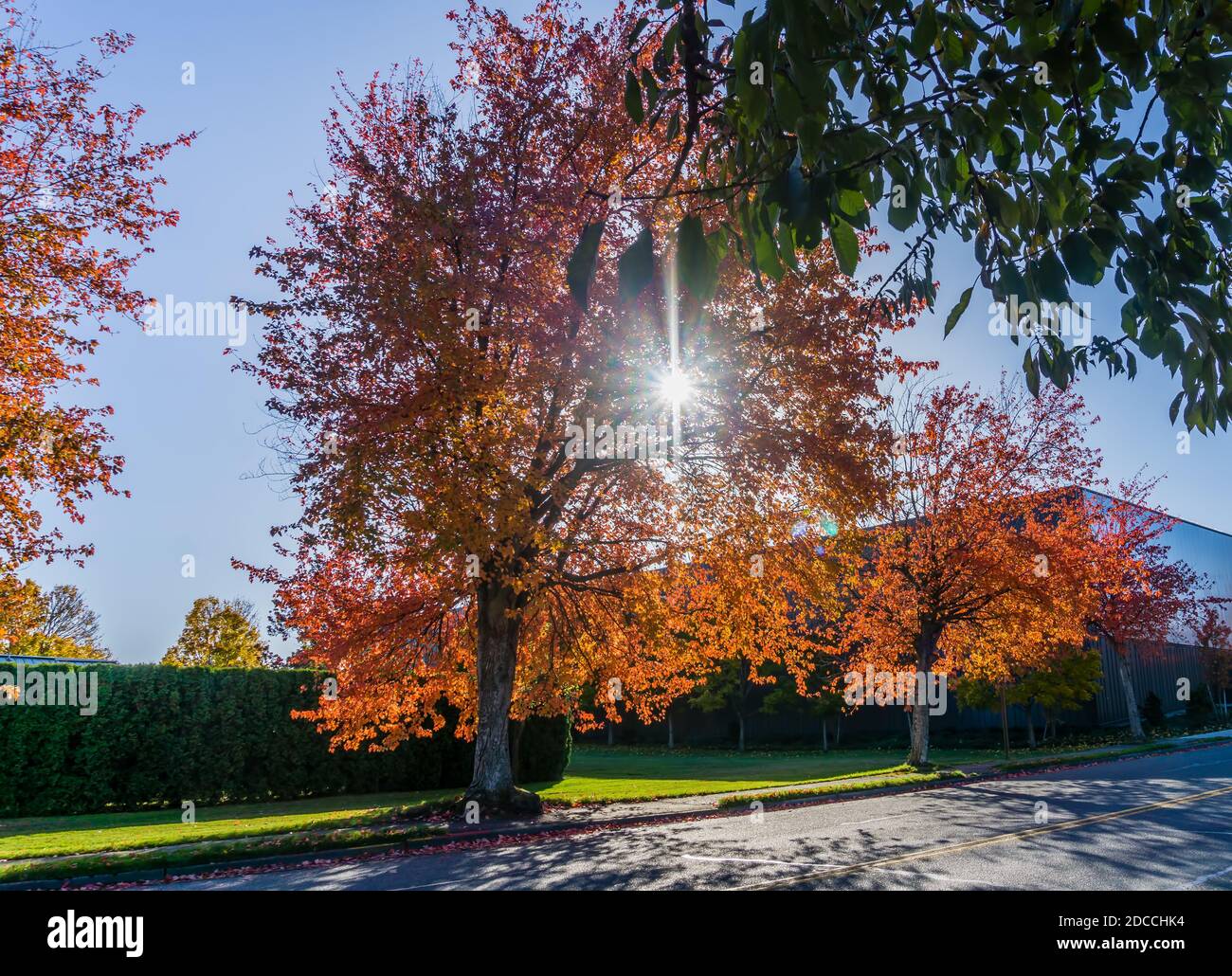 Autumn leaves burst with color on a street in Seatac, Washington Stock ...