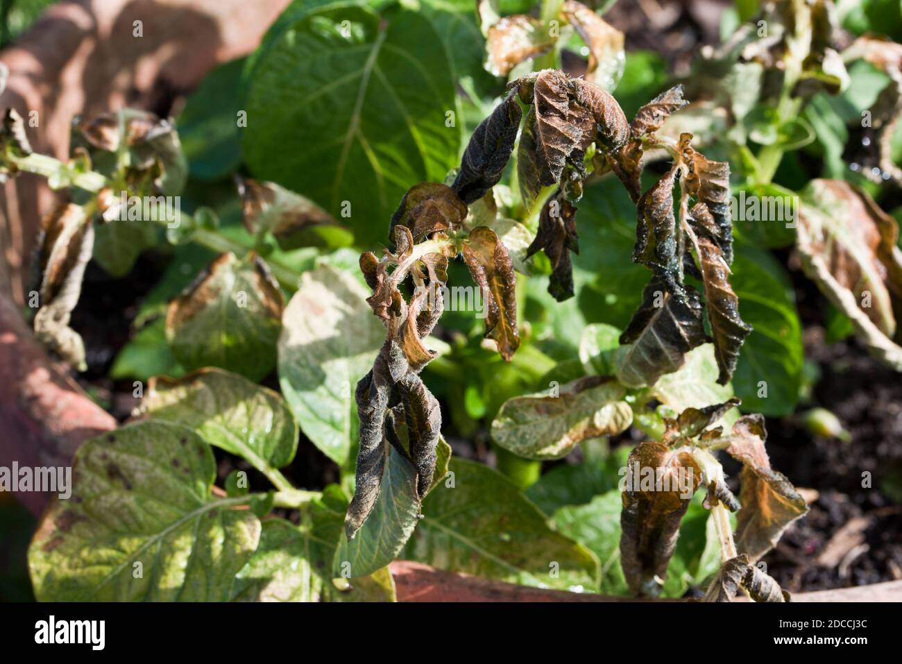 Early potato plants showing signs of frost damage to the leaves Stock ...