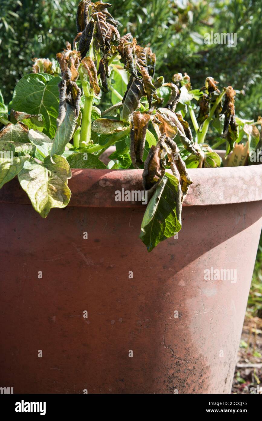 Early potato plants showing signs of frost damage to the leaves Stock ...