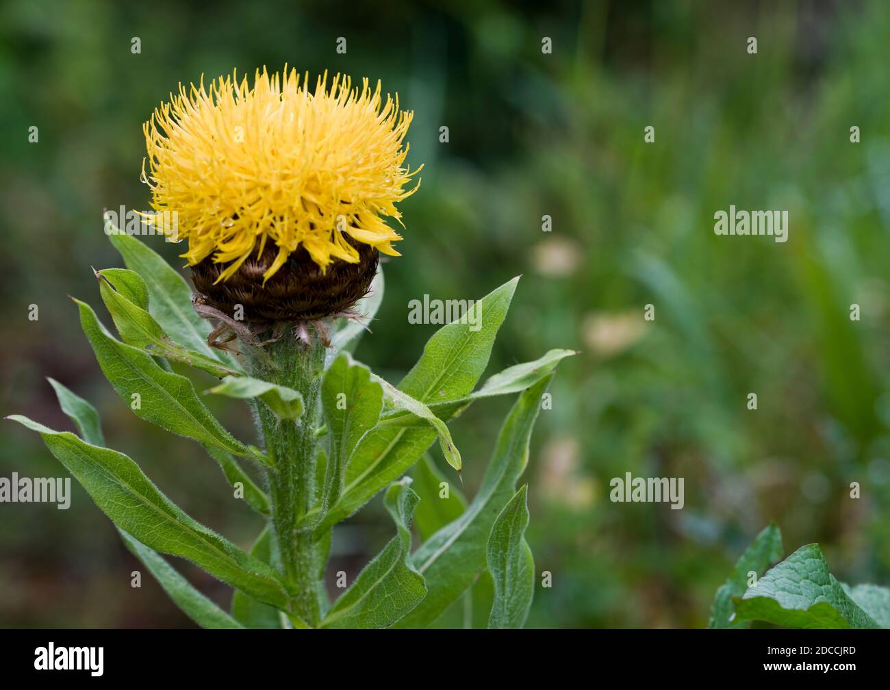 Great golden knapweed, (Centaurea macrocephala Stock Photo - Alamy
