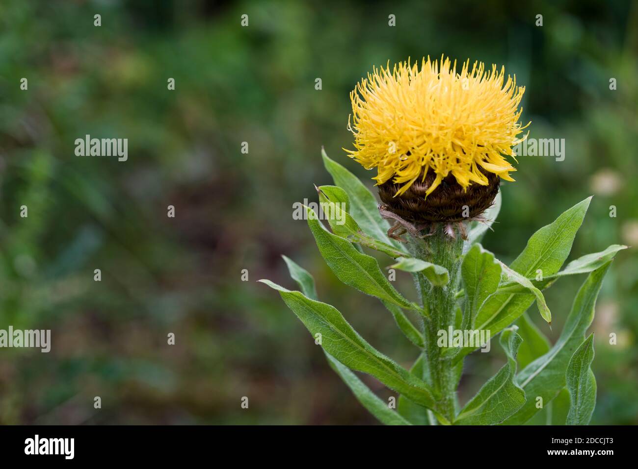 Great golden knapweed, (Centaurea macrocephala Stock Photo - Alamy