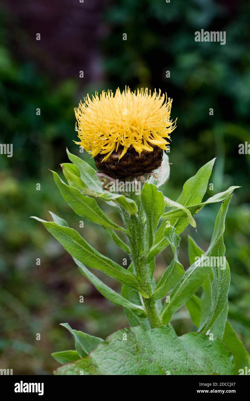 Great golden knapweed, (Centaurea macrocephala Stock Photo - Alamy