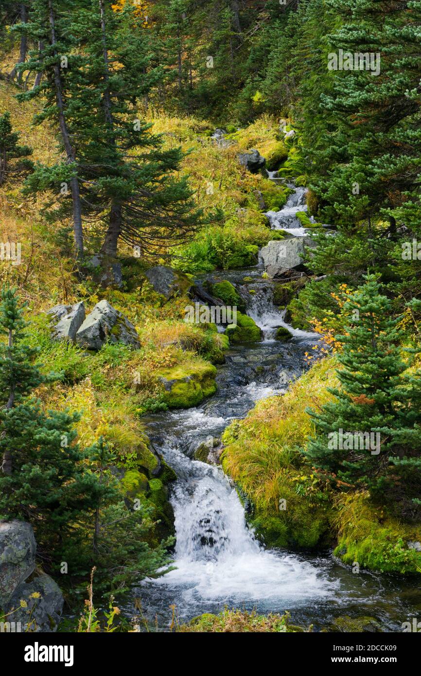 A mountain stream rushes over mossy rocks in a high altitude meadow ...