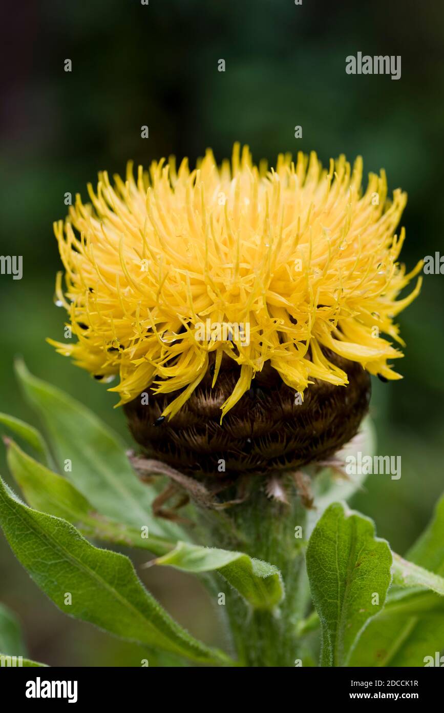 Great golden knapweed, (Centaurea macrocephala Stock Photo - Alamy