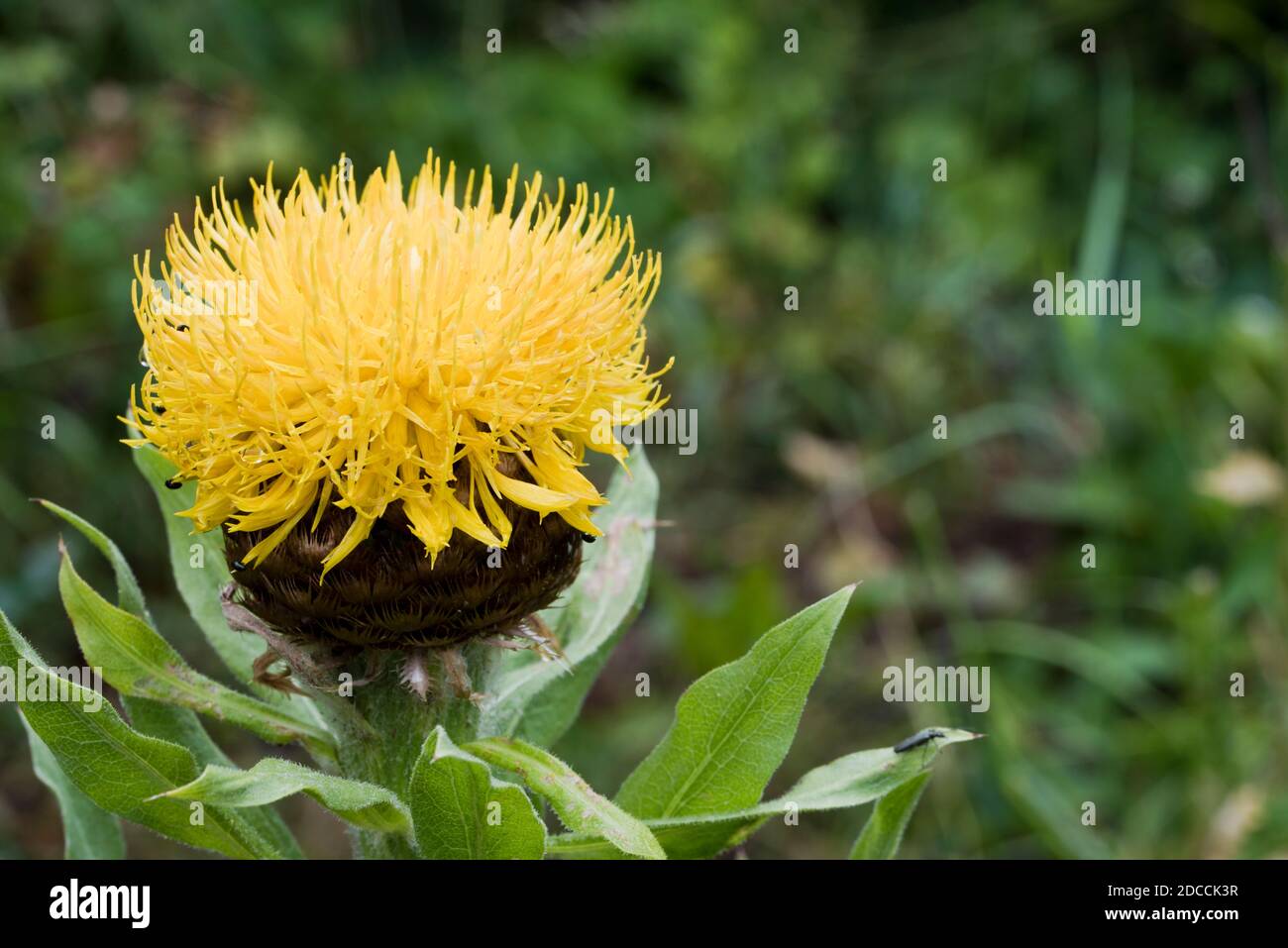 Great golden knapweed, (Centaurea macrocephala Stock Photo - Alamy