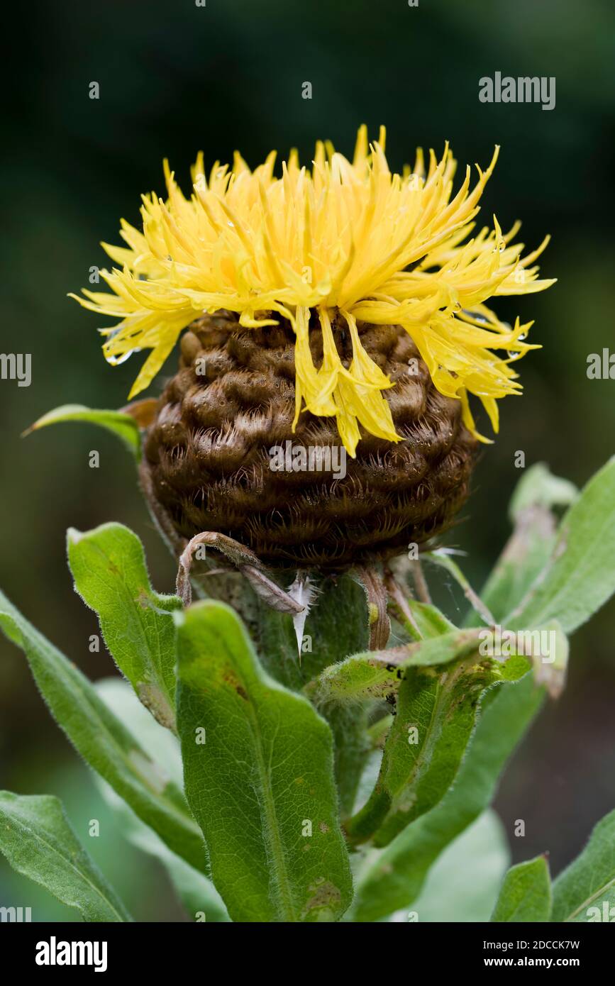 Great golden knapweed, (Centaurea macrocephala Stock Photo - Alamy