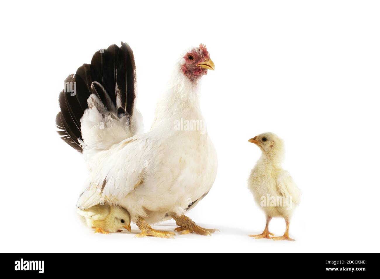 NAGASAKI DOMESTIC CHICKEN, HEN WITH CHICKS AGAINST WHITE BACKGROUND ...