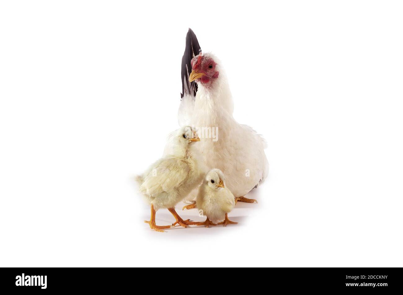 NAGASAKI DOMESTIC CHICKEN, HEN WITH CHICKS AGAINST WHITE BACKGROUND ...