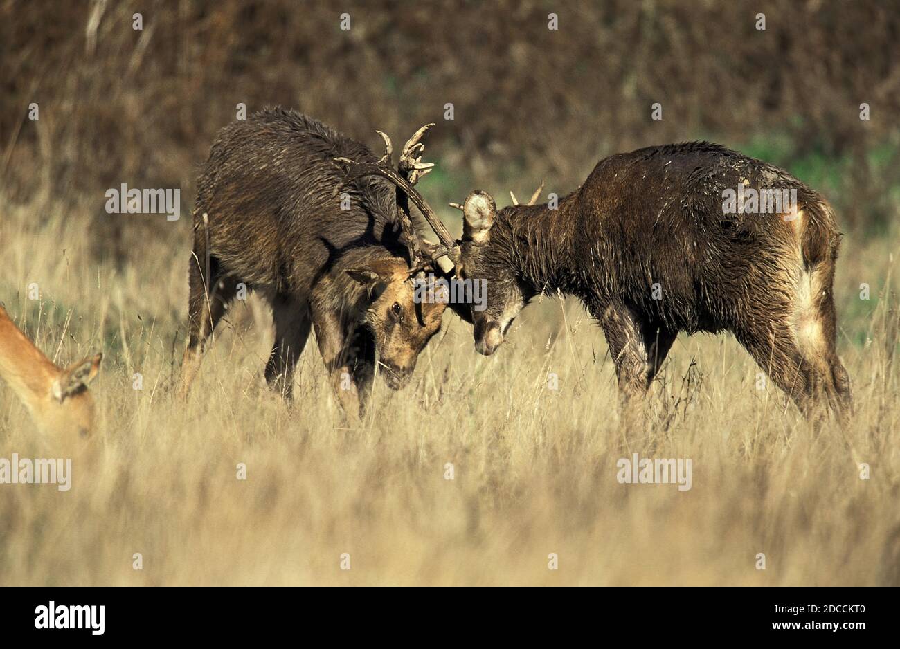 BARASINGHA DEER OR SWAMP DEER cervus duvauceli, MALES FIGHTING Stock ...
