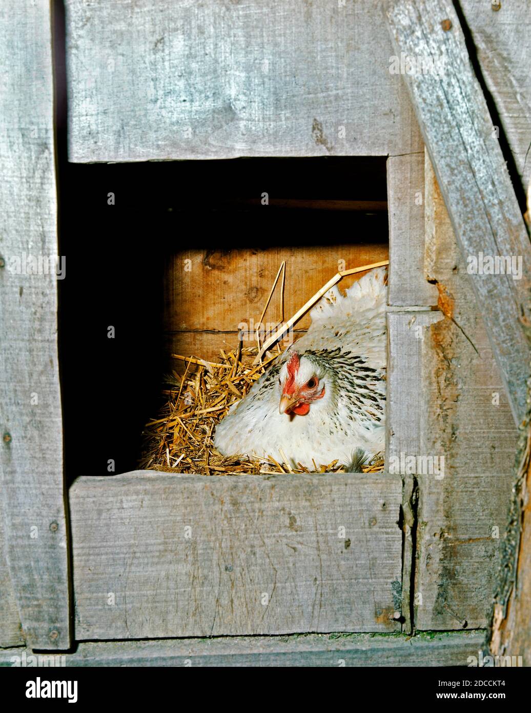 DOMESTIC CHIKEN, HEN NESTING Stock Photo - Alamy