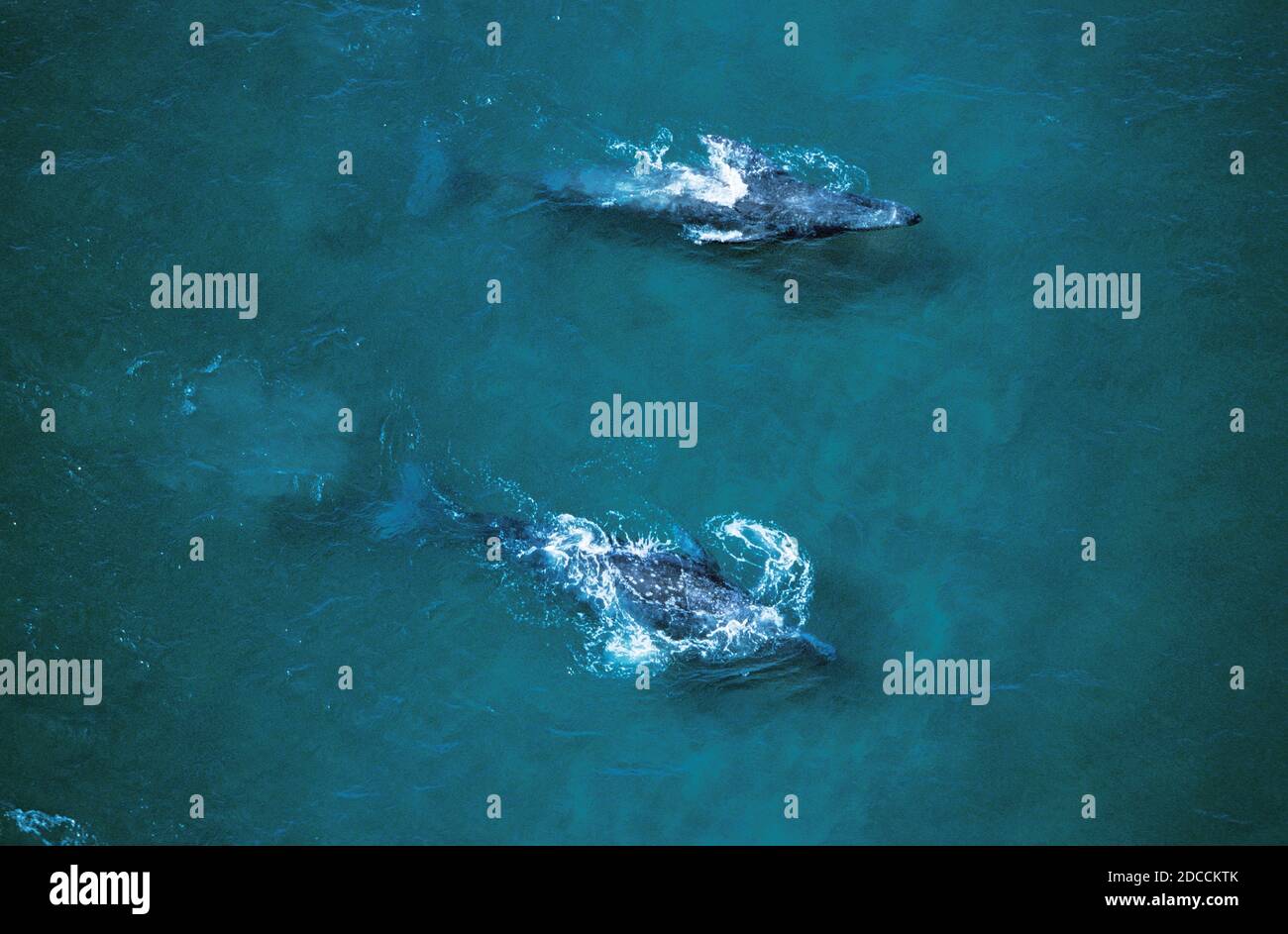 Eschrichtiidae hi-res stock photography and images - Alamy