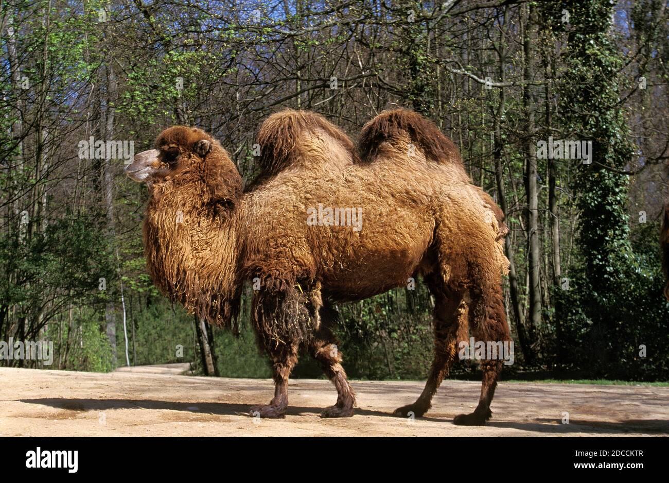Camelus bactrianus hi-res stock photography and images - Alamy