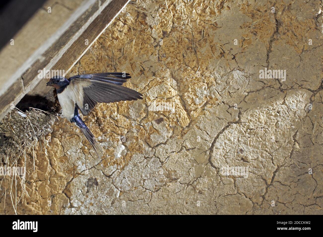 BARN SWALLOW hirundo rustica, ADULT IN FLIGHT WITH INSECTS IN ITS BEAK ...