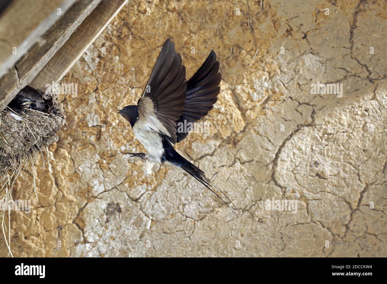 BARN SWALLOW hirundo rustica, ADULT IN FLIGHT WITH INSECTS IN ITS BEAK ...