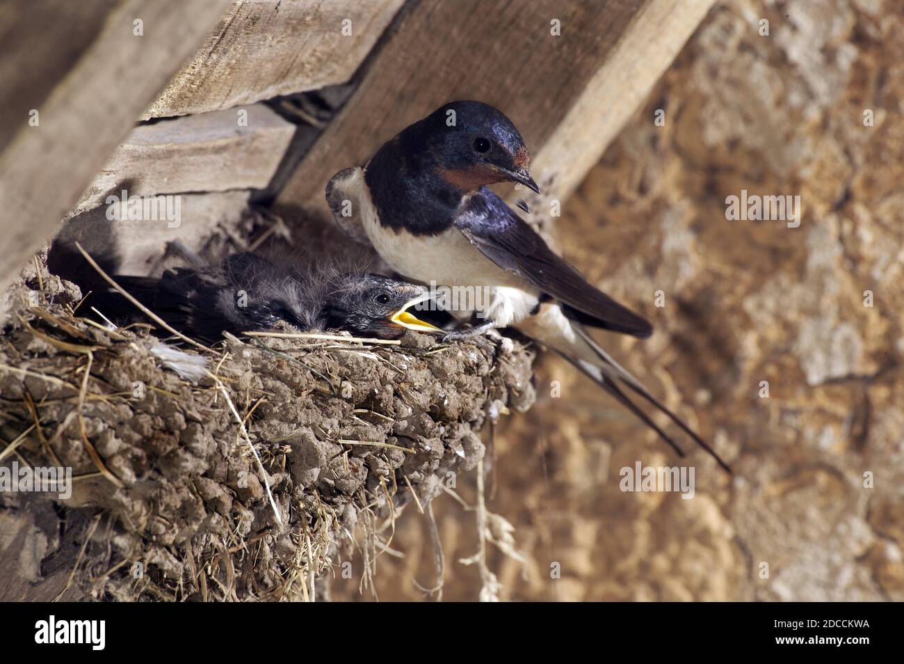 BARN SWALLOW hirundo rustica, ADULT WITH CHICKS IN NEST, NORMANDY Stock ...