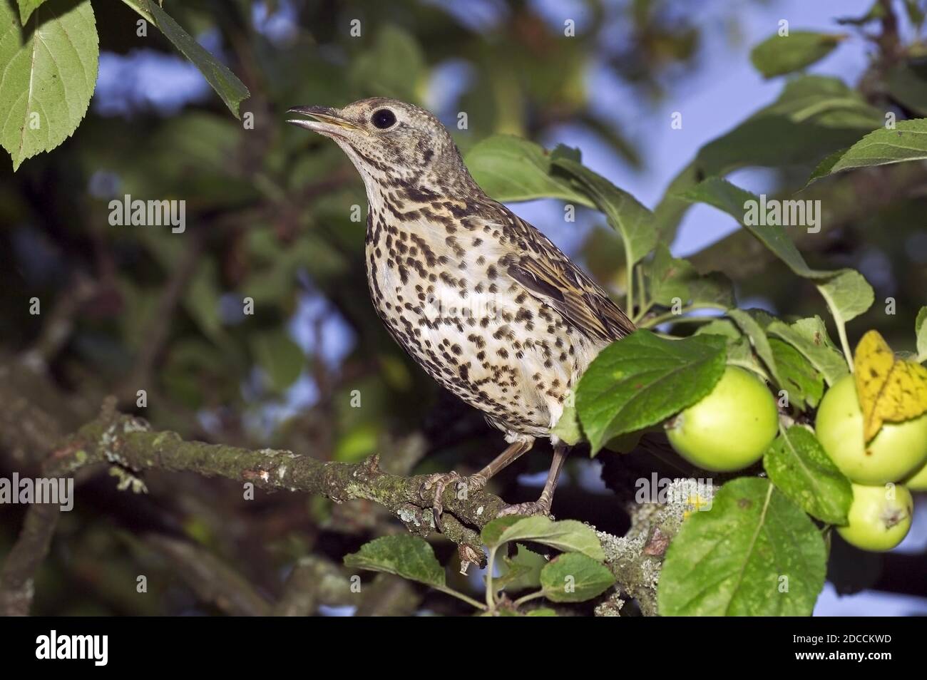 MISTLE THRUSH turdus viscivorus, ADULT STANDING IN APPLE TREE, NORMANDY ...