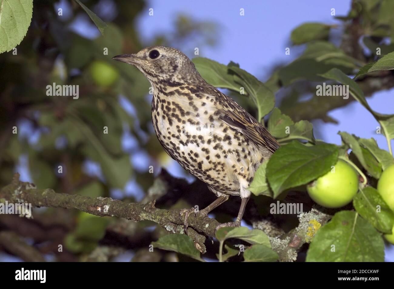 MISTLE THRUSH turdus viscivorus, ADULT STANDING IN APPLE TREE, NORMANDY ...