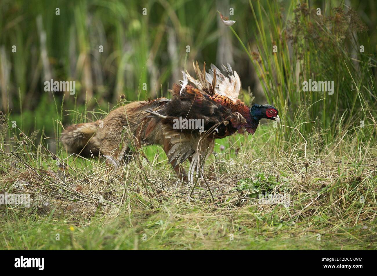 RED FOX vulpes vulpes, ADULT KILLING A COMMON PHEASANT, NORMANDY Stock ...