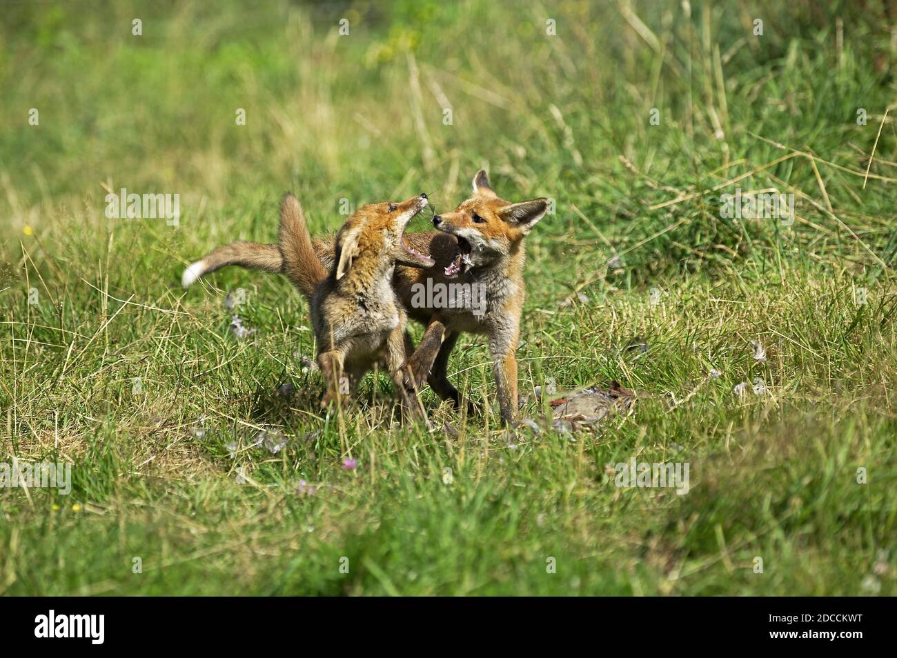 RED FOX vulpes vulpes, ADULTS FIGHTING NEAR KILL, A PARTRIDGE, NORMANDY ...