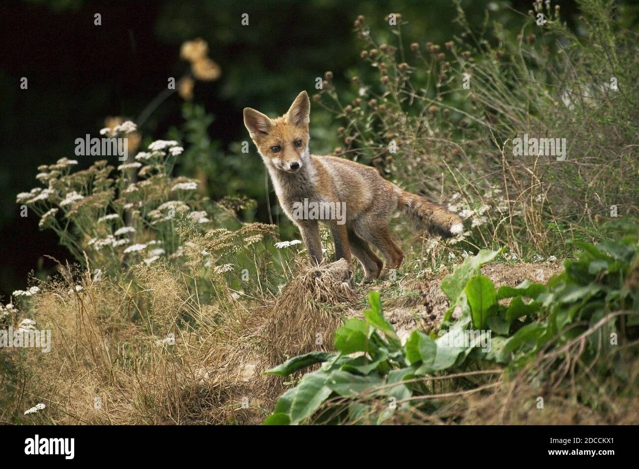 RED FOX vulpes vulpes, ADULT LOOKING OUT, NORMANDY Stock Photo - Alamy