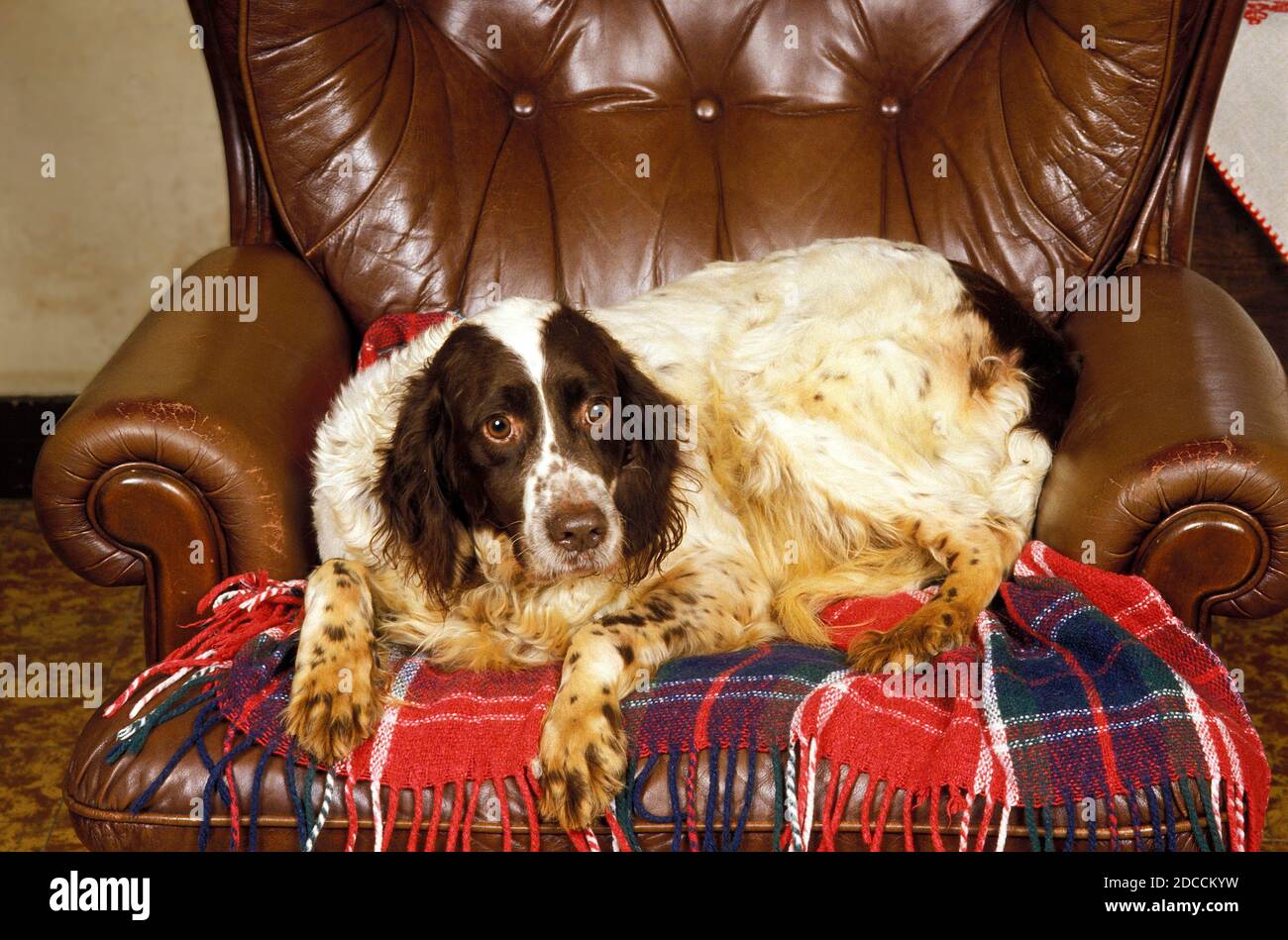 ENGLISH SETTER DOG, OBESE FEMALE IN HARMCHAIR Stock Photo - Alamy