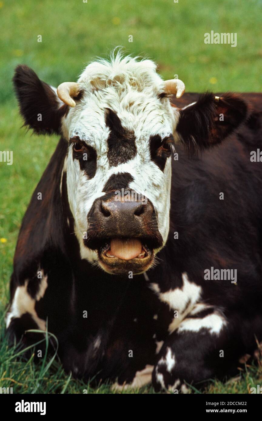 Bellowing cow hi-res stock photography and images - Alamy