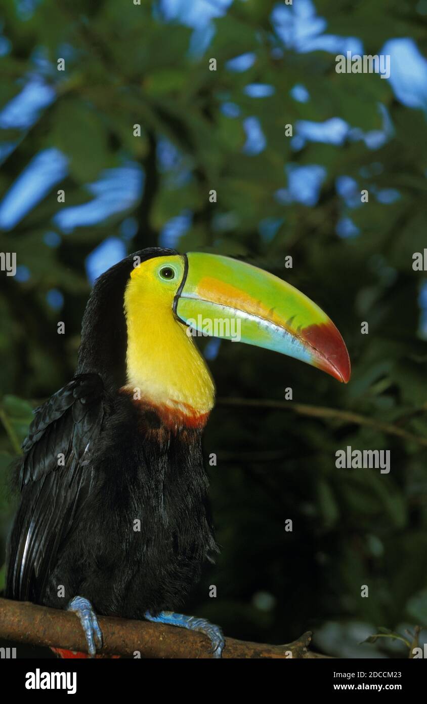KEEL-BILLED TOUCAN ramphastos sulfuratus, COSTA RICA Stock Photo - Alamy