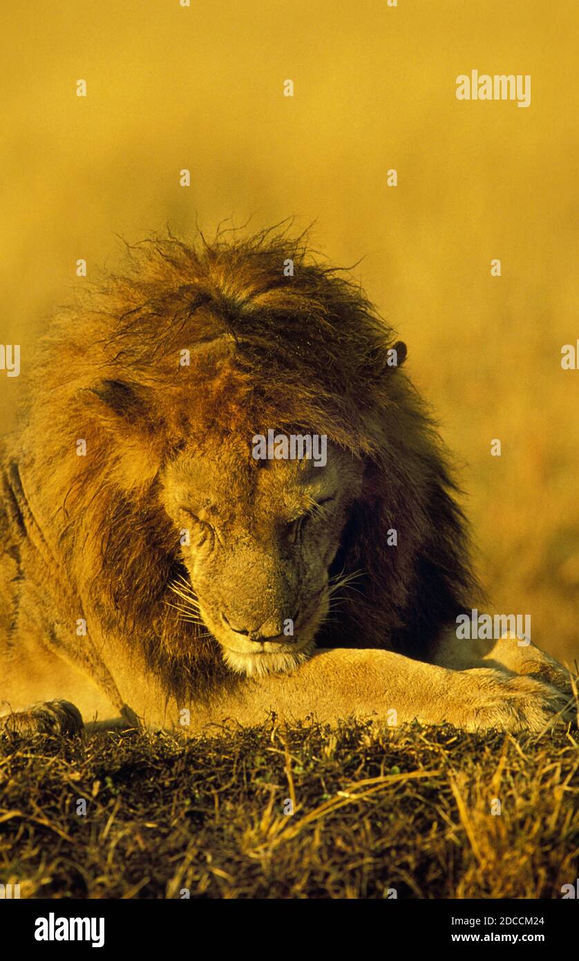 AFRICAN LION panthera leo, MALE SLEEPING, KENYA Stock Photo - Alamy