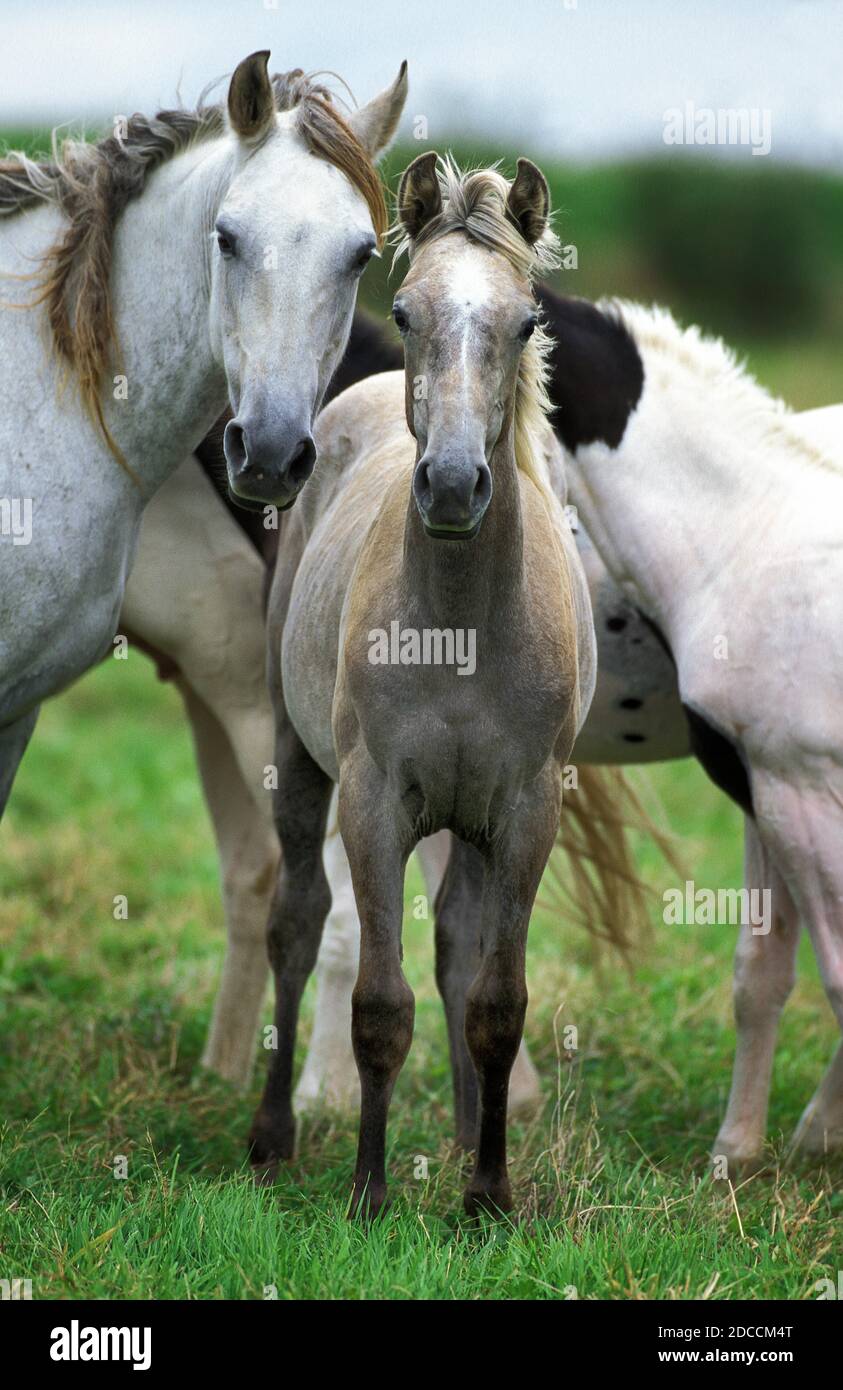 American saddlebred mare hi-res stock photography and images - Alamy