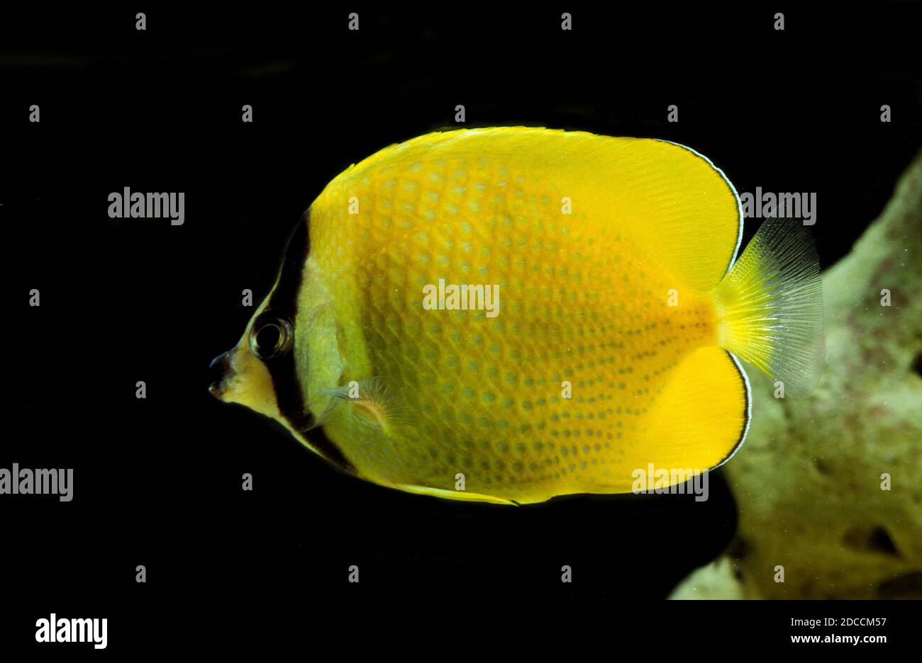 Kleins Butterflyfish High Resolution Stock Photography and Images - Alamy