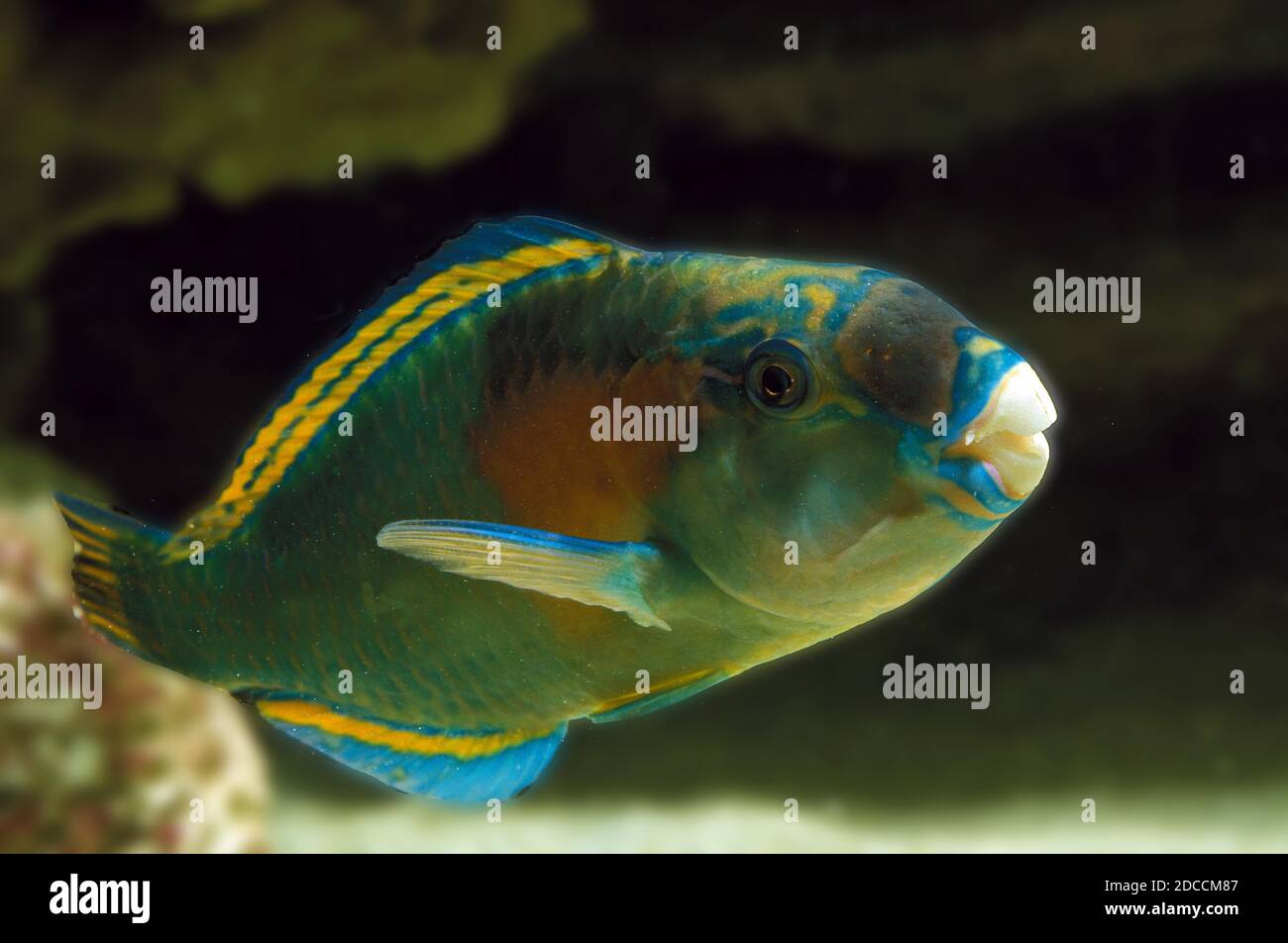 PARROT FISH scarus sordidus Stock Photo - Alamy
