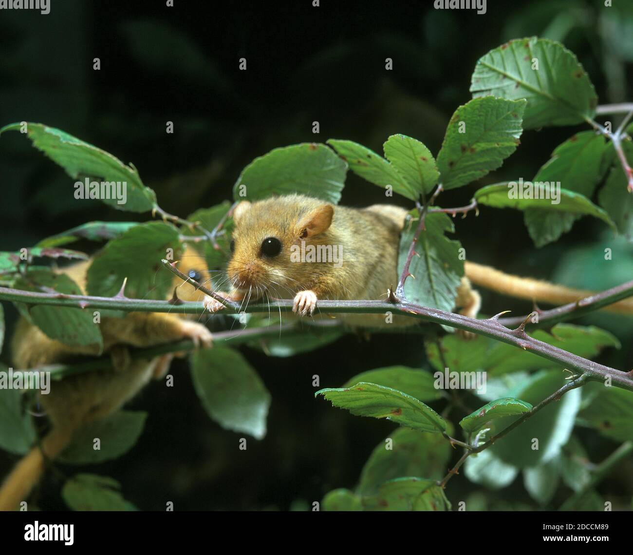 COMMON DORMOUSE muscardinus avellanarius, ADULTS STANDING ON BRANCH ...