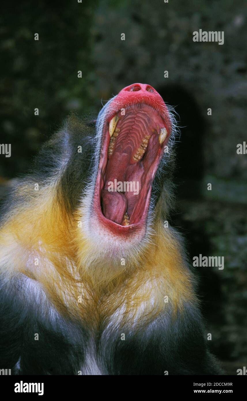 MANDRILL mandrillus sphinx, MALE YAWNING Stock Photo - Alamy